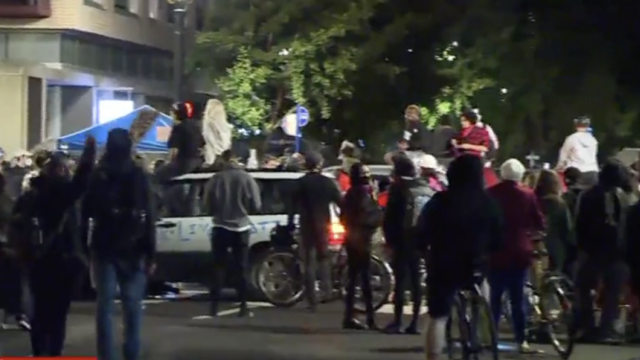 Gnats Live Longer Than Portland’s ‘Autonomous Zone’ | MRCTV