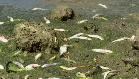 Massive Fetid Algae Bloom Takes Over San Fran Bay - and Experts Blame ...