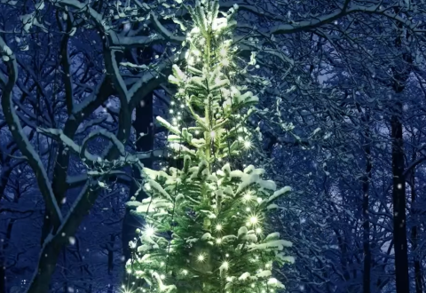 Dedham, MA Library Keeps Christmas Tree After Uproar On Social Media ...