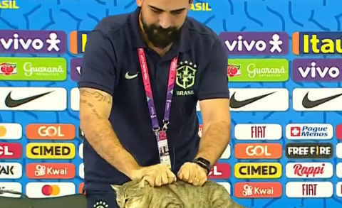 Feline Felony: Brazilian Press Officer Throws Cat Off Table | MRCTV