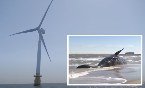 First Birds, Now Fish: Conservation Groups Say Offshore Wind Farms Are ...