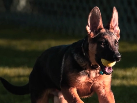 WH Canine Calamity, Cover-up Exposed as Records Reveal Biden Dog ...