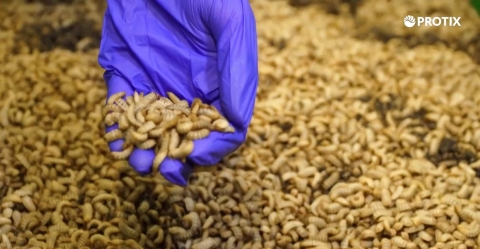Tyson Foods Invests in Edible-Insect Farming | MRCTV