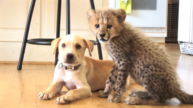 Cute: Two Very Different Animals Become the Best of Friends | MRCTV