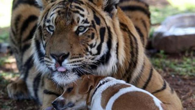 This Dog's Best Friend Is a Tiger | MRCTV