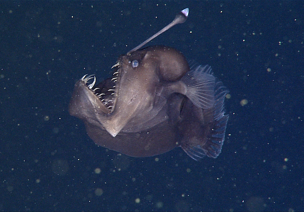 Caught on Tape! Nightmare-Inducing Fish with Giant Teeth and Ferocious ... Caught on Tape! Nightmare-Inducing Fish with Giant Teeth and Ferocious ...